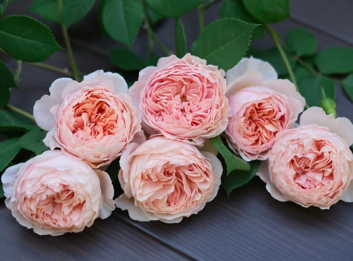 Dreamland Roses
